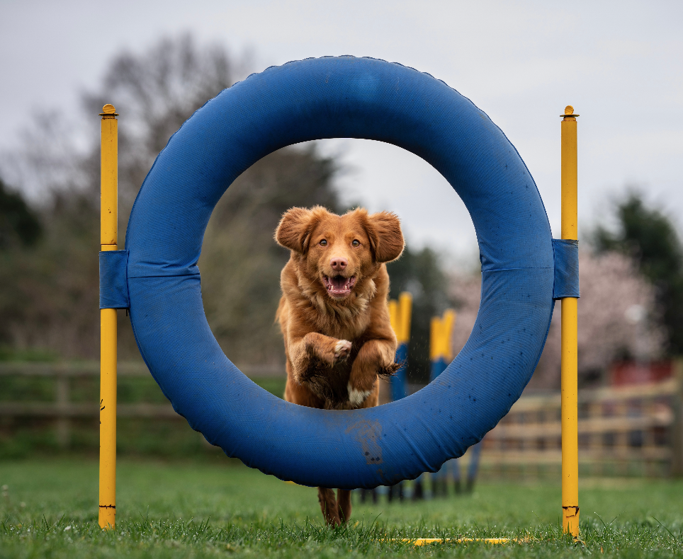 About – Barry Hill Dog Agility